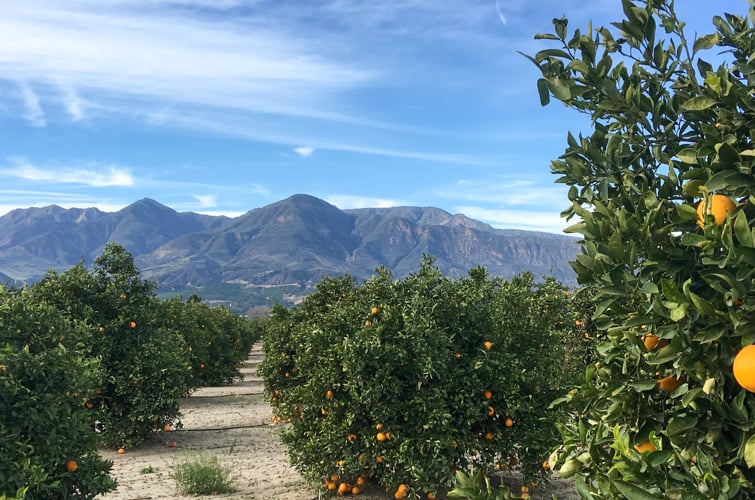 Unveiling Fillmore, CA: A Charming Small-Town Wedding Destination